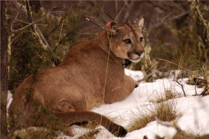Животное Пума (Puma concolor): фото, виды, интересные факты и ...